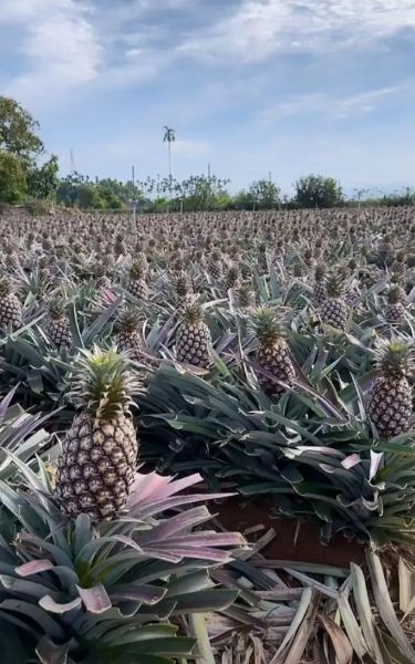 台湾凤梨还能吃吗_台湾凤梨事件真相-第1张图片-山城妙识