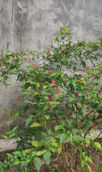 野山椒子的功效与作用_野山椒子怎么吃效果最好-第3张图片-山城妙识