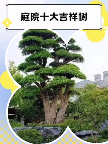 十大吉祥之树有哪些_风水寓意及摆放禁忌-第1张图片-山城妙识