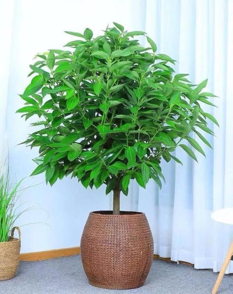 十大吉祥之树有哪些_风水寓意及摆放禁忌-第3张图片-山城妙识