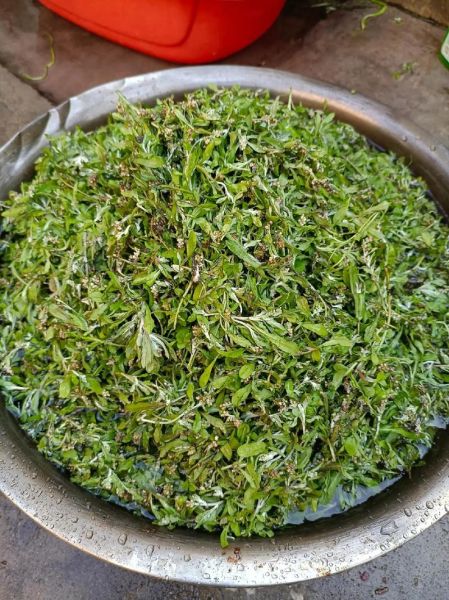 田艾草图片_如何辨别真假田艾草-第2张图片-山城妙识 田艾草图片_如何辨别真假田艾草-第2张图片-山城妙识