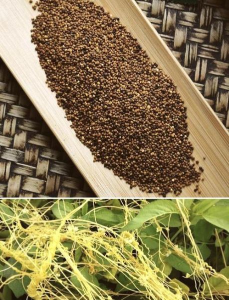 菟丝子补肾最佳配伍_菟丝子与什么搭配最补肾-第3张图片-山城妙识 菟丝子补肾最佳配伍_菟丝子与什么搭配最补肾-第3张图片-山城妙识