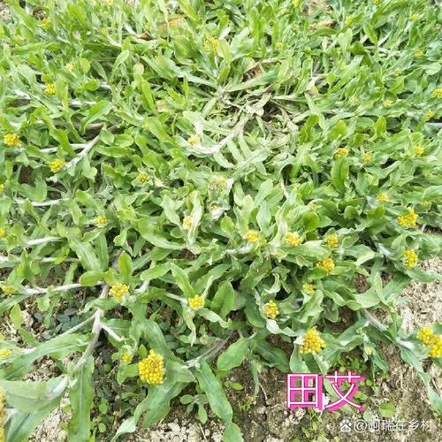 田艾草图片_如何辨别真假田艾草-第3张图片-山城妙识 田艾草图片_如何辨别真假田艾草-第3张图片-山城妙识