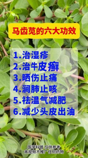 马齿苋治湿疹多久见效_马齿苋治湿疹怎么用-第2张图片-山城妙识 马齿苋治湿疹多久见效_马齿苋治湿疹怎么用-第2张图片-山城妙识