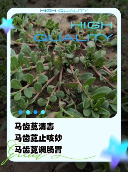 马齿苋治湿疹多久见效_马齿苋治湿疹怎么用-第3张图片-山城妙识 马齿苋治湿疹多久见效_马齿苋治湿疹怎么用-第3张图片-山城妙识