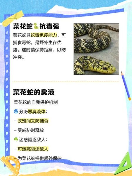 吃菜花蛇的好处和坏处_菜花蛇能不能吃-第1张图片-山城妙识 吃菜花蛇的好处和坏处_菜花蛇能不能吃-第1张图片-山城妙识