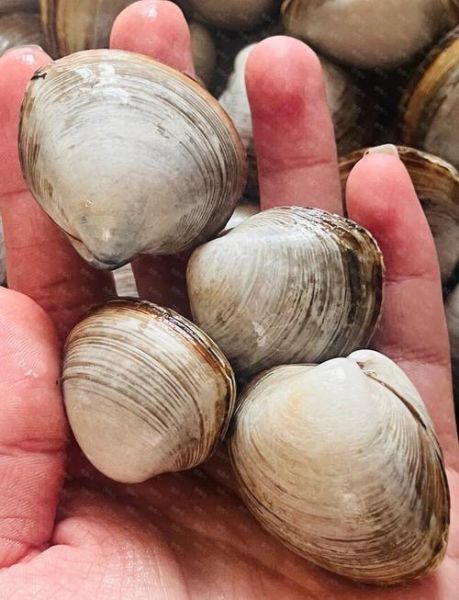 白蚬子和花蛤的区别_哪个更鲜美-第3张图片-山城妙识