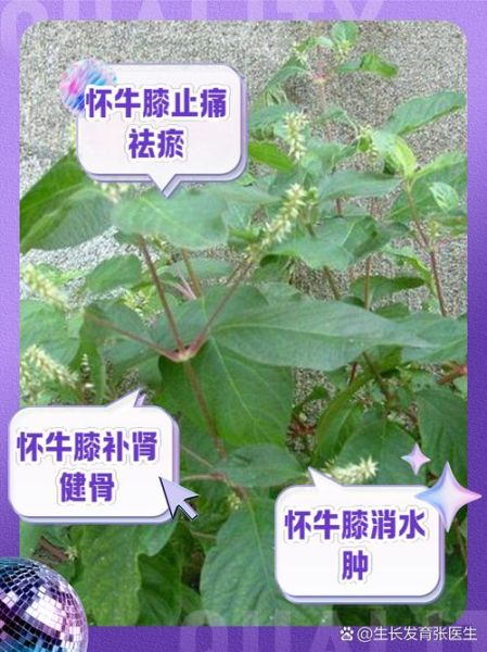 牛膝的功效与作用禁忌_哪些人不能吃-第1张图片-山城妙识