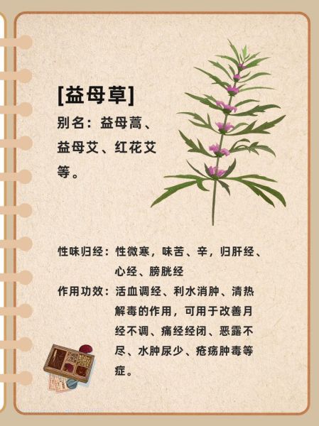 益母草的功效与作用_益母草怎么喝最有效-第1张图片-山城妙识