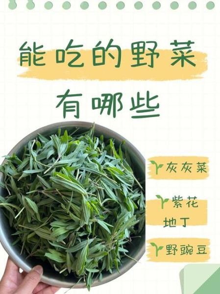野菜图片大全及名字和功效_哪些野菜可以吃-第3张图片-山城妙识