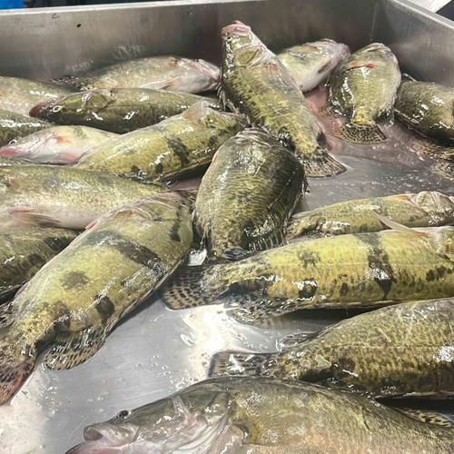 桂鱼多少钱一斤_桂鱼价格行情-第2张图片-山城妙识