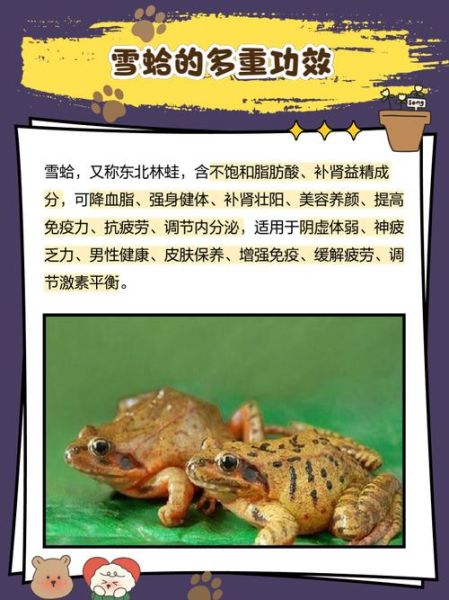 雪蛤的制作过程残忍吗_雪蛤是怎么来的-第2张图片-山城妙识