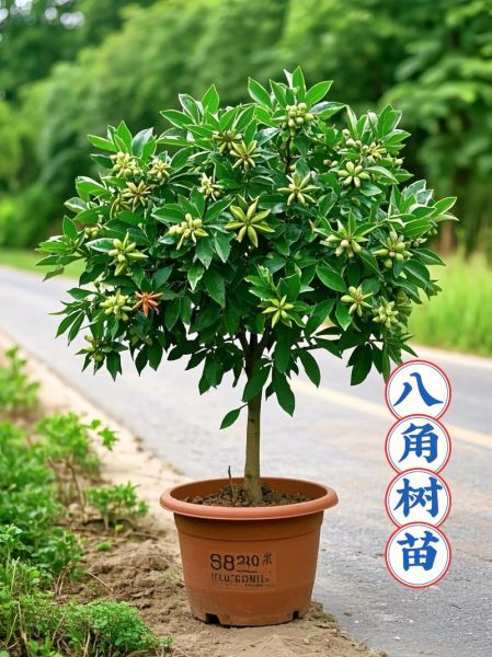 八角树苗批发价格_八角树苗多少钱一棵-第2张图片-山城妙识
