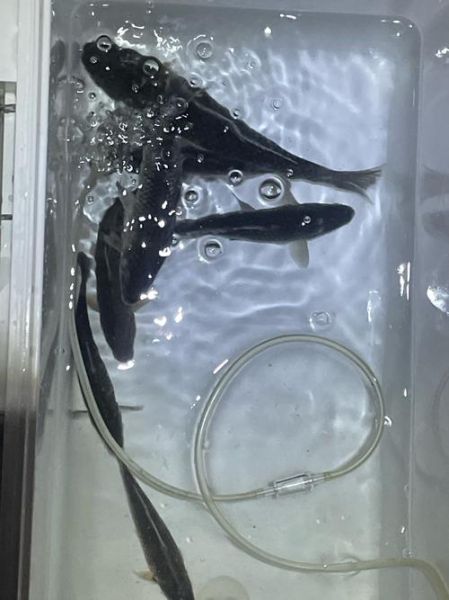 黑鱼多少钱一斤_黑鱼价格行情最新价-第1张图片-山城妙识