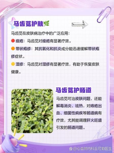 晒干的马齿苋有什么功效_马齿苋干怎么吃效果最好-第3张图片-山城妙识