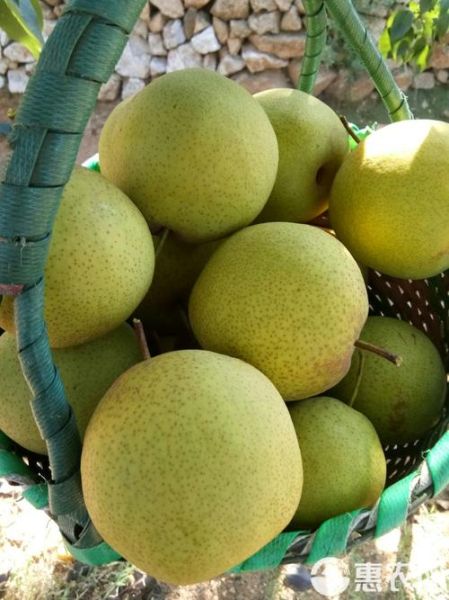 白梨图片怎么拍好看_白梨图片后期调色教程-第3张图片-山城妙识