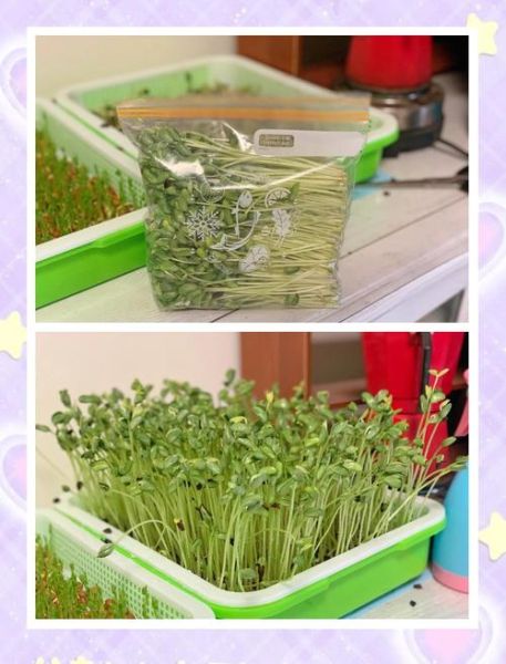 黑豆芽怎么发_黑豆芽图片大全-第1张图片-山城妙识