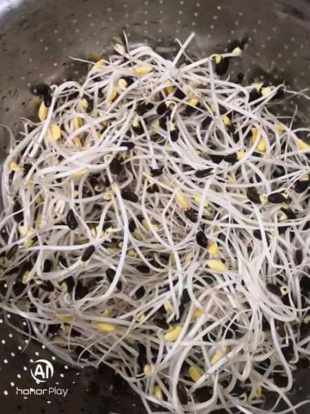 黑豆芽怎么发_黑豆芽图片大全-第2张图片-山城妙识