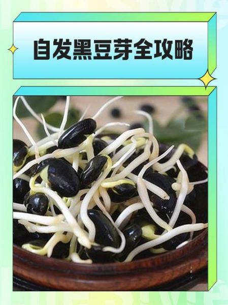 黑豆芽怎么发_黑豆芽图片大全-第3张图片-山城妙识