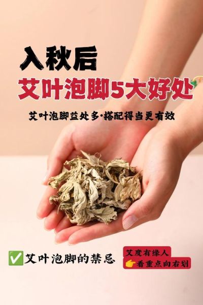 艾叶泡脚的功效与作用_艾叶的副作用有哪些-第1张图片-山城妙识 艾叶泡脚的功效与作用_艾叶的副作用有哪些-第1张图片-山城妙识