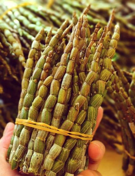 铁皮石斛怎么吃效果好_铁皮石斛最佳食用方法-第2张图片-山城妙识