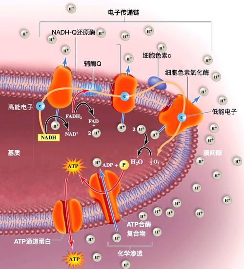 淀粉水解成葡萄糖_有ATP生成吗-第1张图片-山城妙识 淀粉水解成葡萄糖_有ATP生成吗-第1张图片-山城妙识