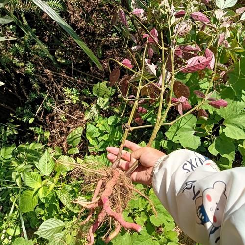 牛膝全草长什么样_如何辨别真假牛膝-第1张图片-山城妙识