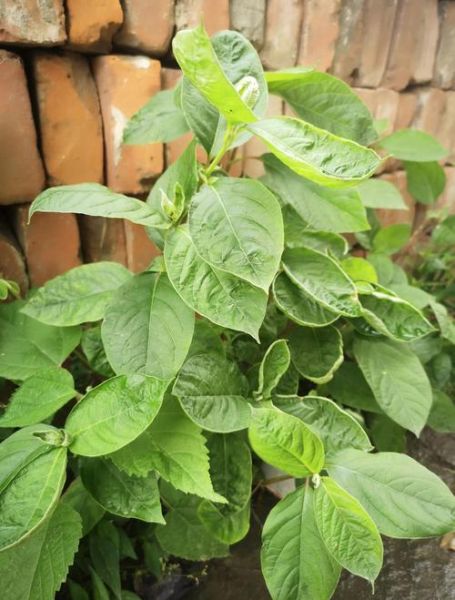 牛膝全草长什么样_如何辨别真假牛膝-第2张图片-山城妙识