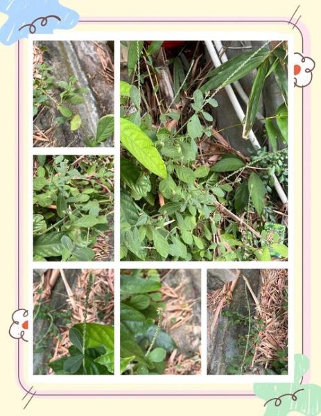 牛膝全草长什么样_如何辨别真假牛膝-第3张图片-山城妙识