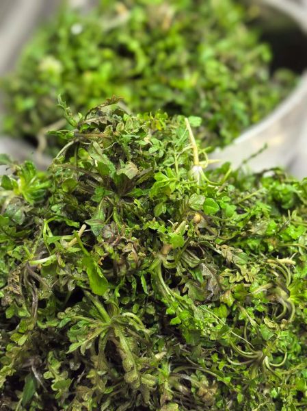 荠菜水饺馅怎么做_荠菜水饺馅的简单做法-第2张图片-山城妙识 荠菜水饺馅怎么做_荠菜水饺馅的简单做法-第2张图片-山城妙识