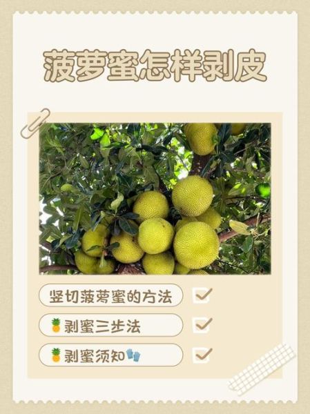 菠萝蜜怎么剥_菠萝蜜剥开技巧-第2张图片-山城妙识 菠萝蜜怎么剥_菠萝蜜剥开技巧-第2张图片-山城妙识