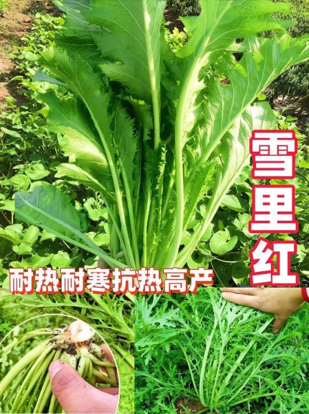 雪里红什么时候种植最好_雪里红种植时间-第1张图片-山城妙识