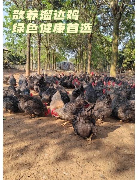 芦花鸡营养价值高吗_芦花鸡功效与作用有哪些-第1张图片-山城妙识 芦花鸡营养价值高吗_芦花鸡功效与作用有哪些-第1张图片-山城妙识