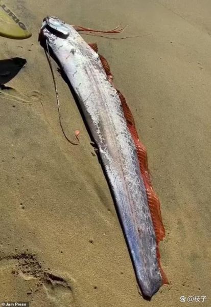 皇带鱼vs鲨鱼谁更厉害_皇带鱼和鲨鱼区别-第1张图片-山城妙识