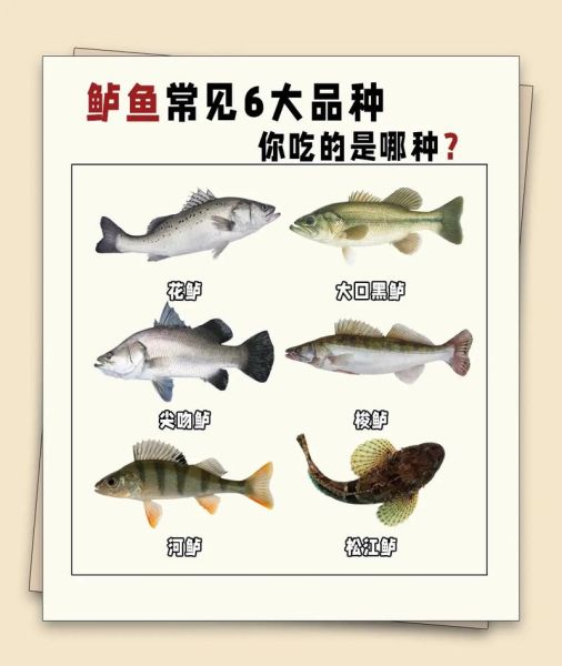 鲈鱼照片大全图片_鲈鱼品种识别方法-第1张图片-山城妙识