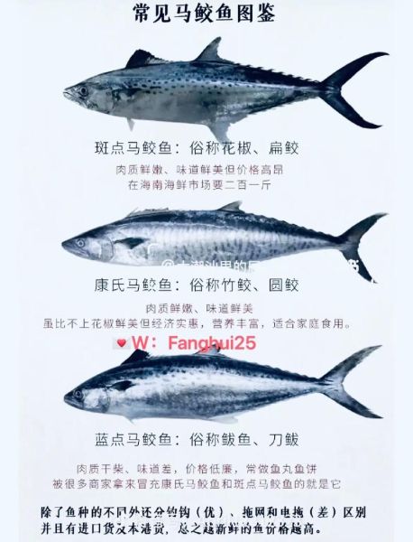 土魠鱼和马鲛鱼一样吗_土魠鱼与马鲛鱼的区别-第1张图片-山城妙识 土魠鱼和马鲛鱼一样吗_土魠鱼与马鲛鱼的区别-第1张图片-山城妙识