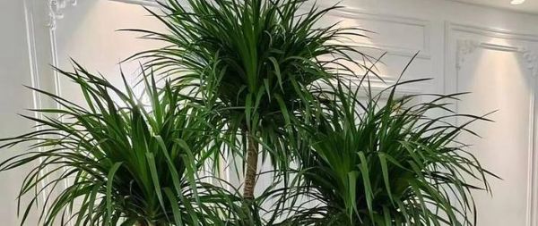 四大镇宅之树有哪些_镇宅树怎么选-第3张图片-山城妙识