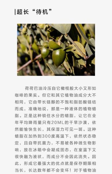 荷荷巴油的功效与作用_荷荷巴油怎么用效果最好-第3张图片-山城妙识