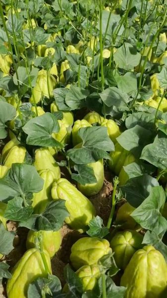 佛手瓜要削皮吗_佛手瓜皮能吃吗-第1张图片-山城妙识