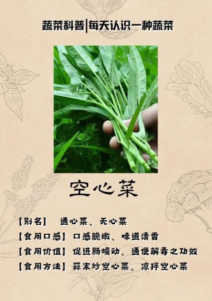 蕹菜的功效与作用禁忌_什么人不能吃蕹菜-第1张图片-山城妙识 蕹菜的功效与作用禁忌_什么人不能吃蕹菜-第1张图片-山城妙识