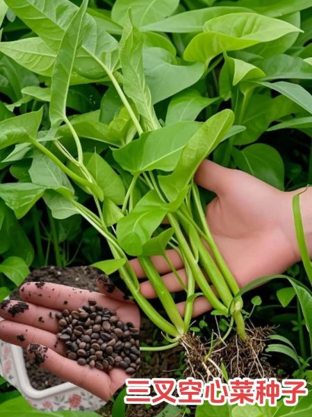 蕹菜的功效与作用禁忌_什么人不能吃蕹菜-第2张图片-山城妙识 蕹菜的功效与作用禁忌_什么人不能吃蕹菜-第2张图片-山城妙识