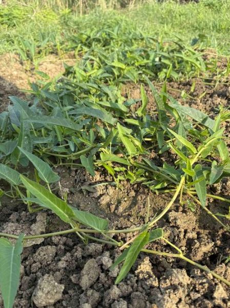 蕹菜的功效与作用禁忌_什么人不能吃蕹菜-第3张图片-山城妙识 蕹菜的功效与作用禁忌_什么人不能吃蕹菜-第3张图片-山城妙识