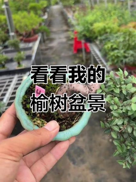 榔榆树怎么养_榔榆树盆景制作技巧-第3张图片-山城妙识 榔榆树怎么养_榔榆树盆景制作技巧-第3张图片-山城妙识