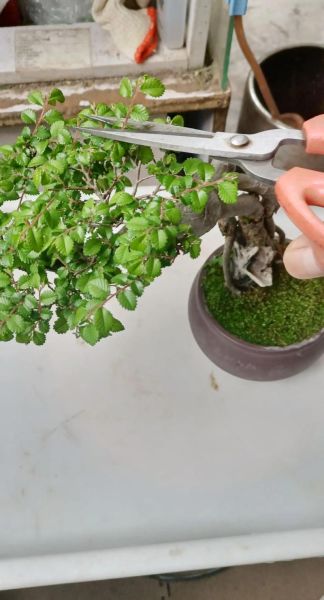 榔榆树怎么养_榔榆树盆景制作技巧-第1张图片-山城妙识 榔榆树怎么养_榔榆树盆景制作技巧-第1张图片-山城妙识