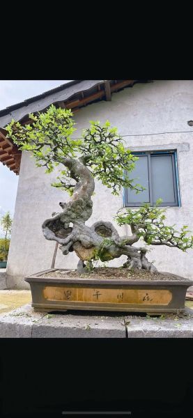 榔榆树怎么养_榔榆树盆景制作技巧-第2张图片-山城妙识 榔榆树怎么养_榔榆树盆景制作技巧-第2张图片-山城妙识