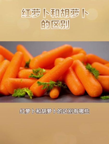 胡萝卜和红萝卜的区别_哪个营养价值更高-第2张图片-山城妙识