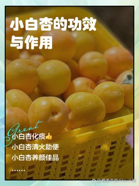 小白杏的功效与作用_小白杏怎么吃最养生-第1张图片-山城妙识 小白杏的功效与作用_小白杏怎么吃最养生-第1张图片-山城妙识