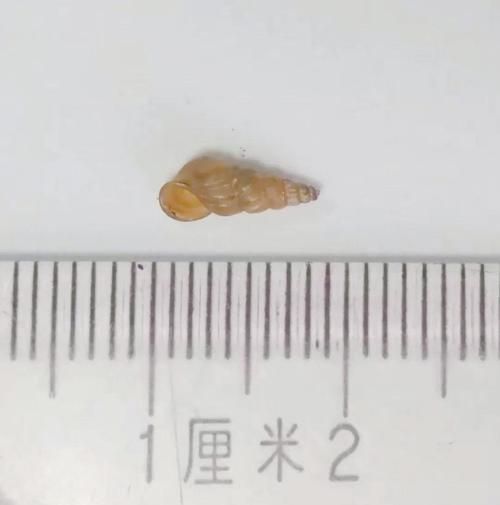 钉螺图片血吸虫_血吸虫病是怎么传播的-第3张图片-山城妙识