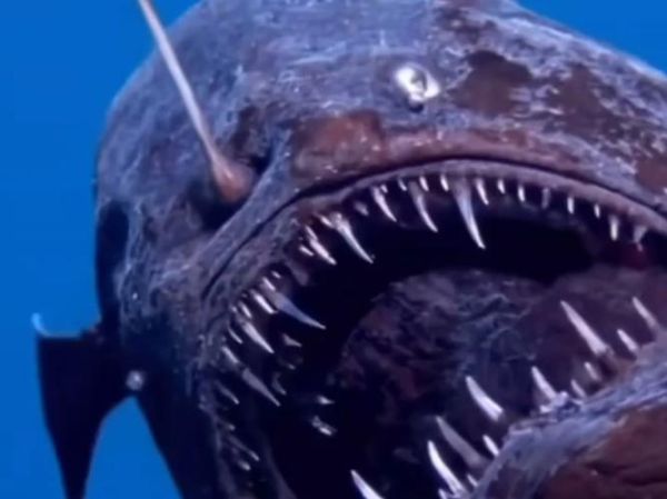 魔鬼鱼为什么没人吃_渔民为何放生蝠鲼-第2张图片-山城妙识