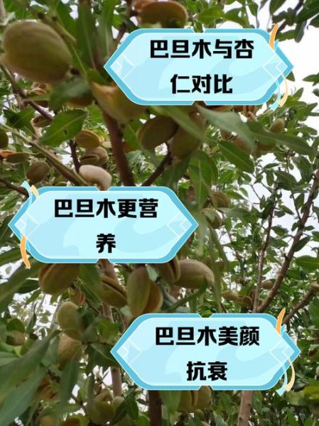 巴旦木和杏仁一样吗_区别与营养价值对比-第1张图片-山城妙识